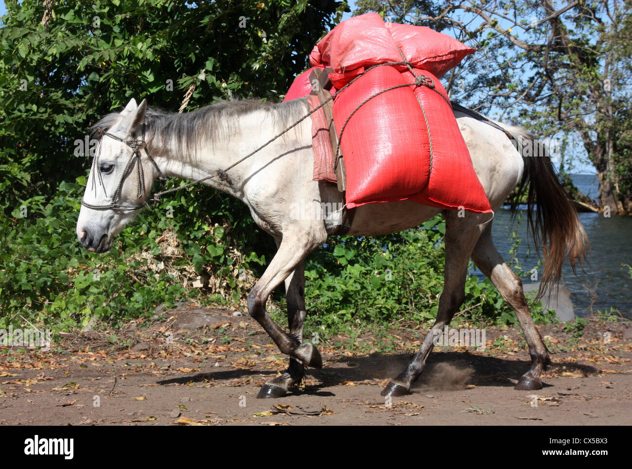 Horse carrying load hi-res stock photography and images - Alamy