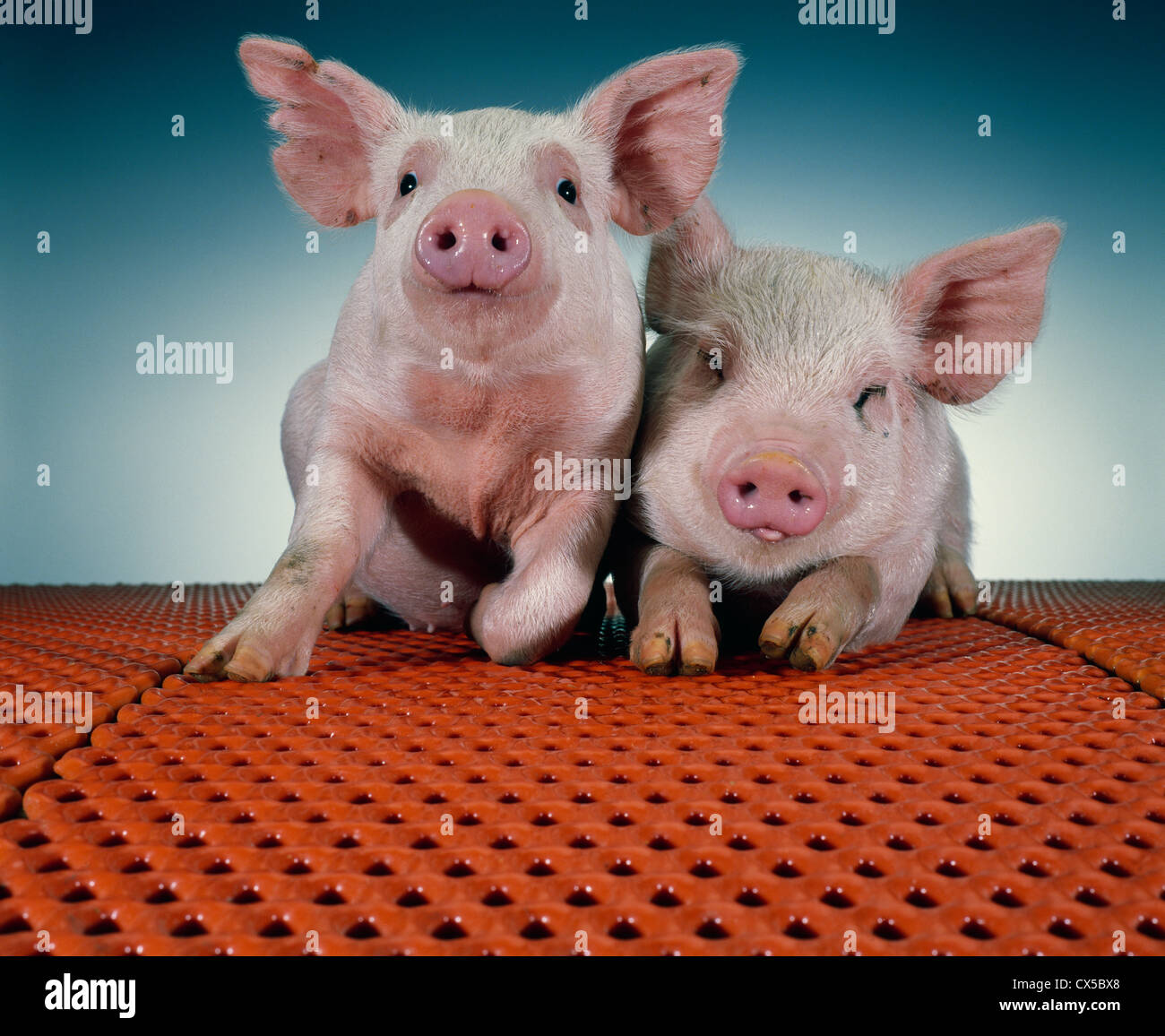 Crossbred Pigs High Resolution Stock Photography and Images - Alamy