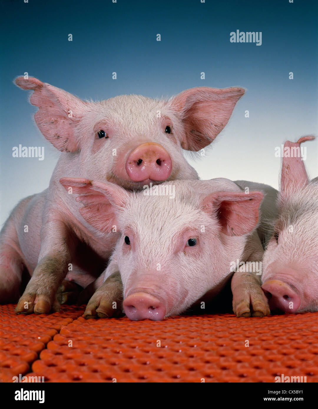 Crossbred pigs hi-res stock photography and images - Alamy