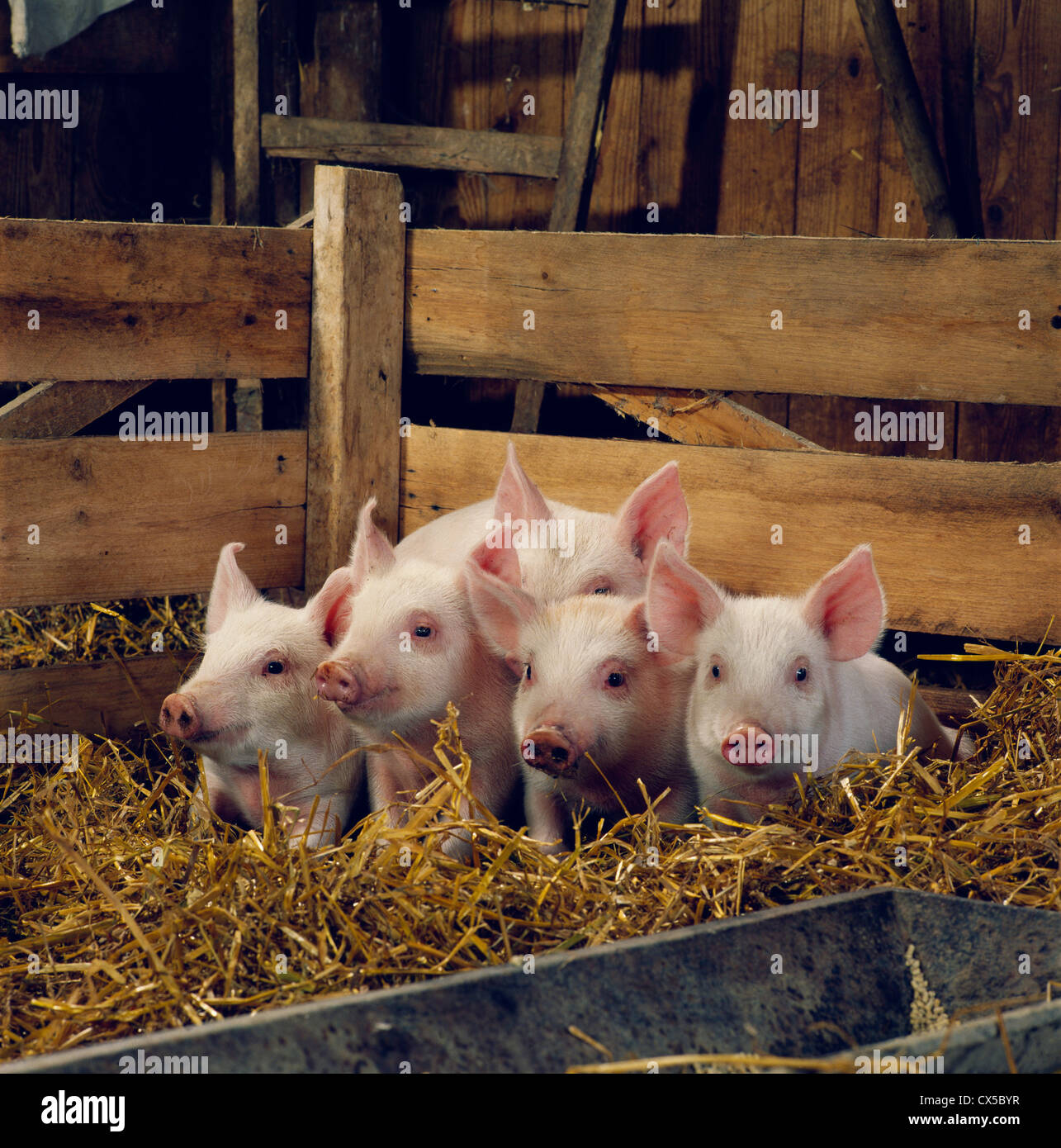 Pig pen clean pigs hi-res stock photography and images - Alamy