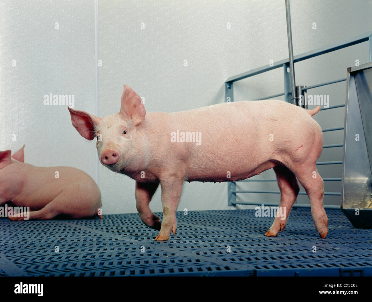 40-70 LB. NURSERY PIGS WALKING AROUND PEN / STUDIO Stock Photo - Alamy