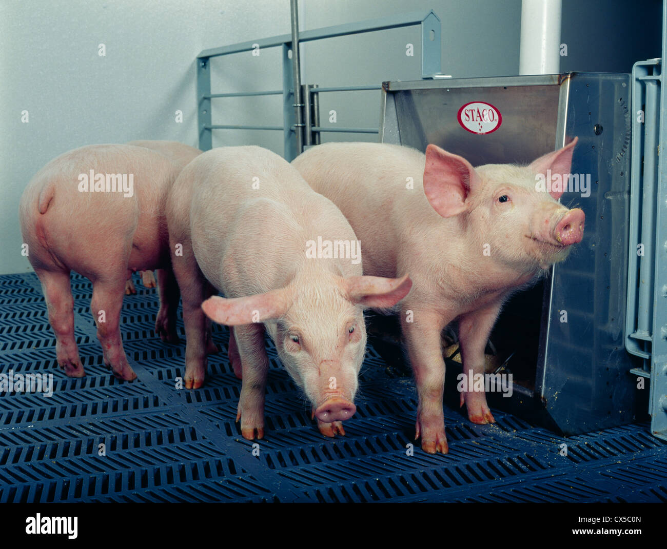 40-70 LB. NURSERY PIGS INTERACTING IN PEN / STUDIO Stock Photo - Alamy