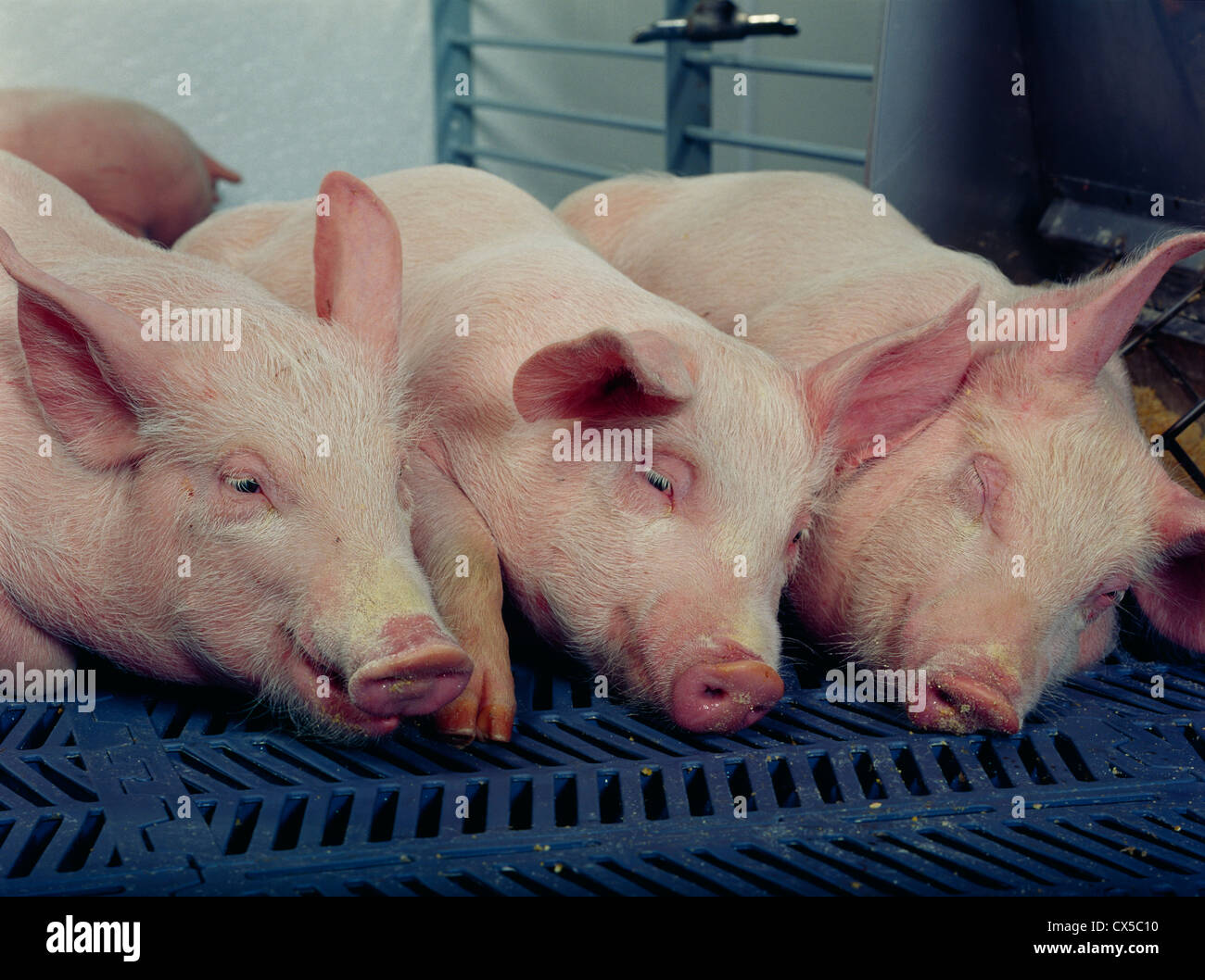 40-70 LB. NURSERY PIGS HUDDLED TOGETHER SLEEPING / STUDIO Stock Photo ...