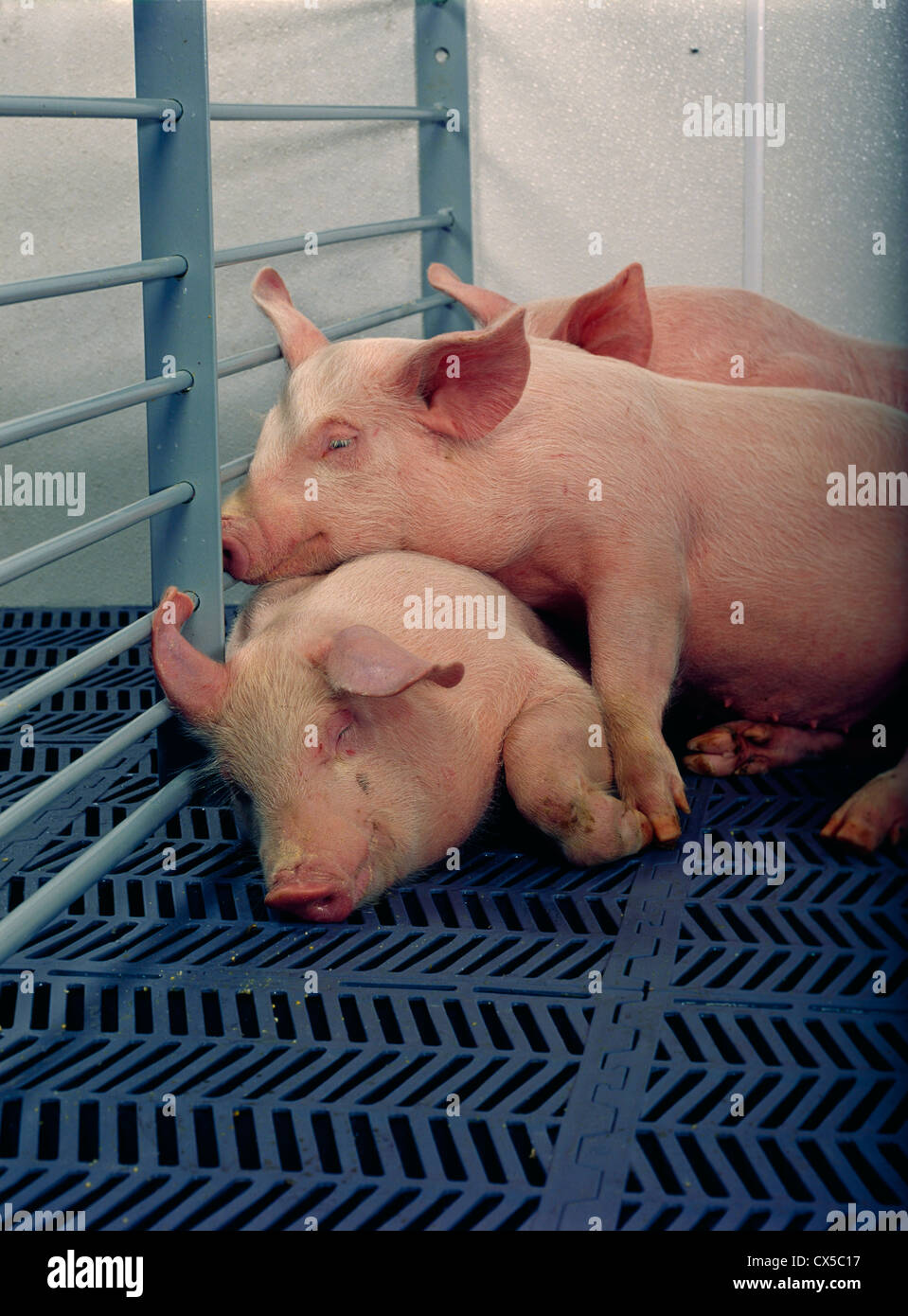 Nursery Pigs High Resolution Stock Photography and Images - Alamy