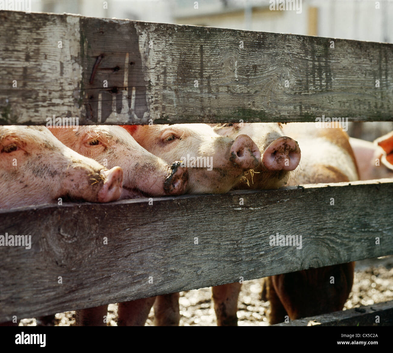 50 LB. CROSSBRED PIGS Stock Photo - Alamy