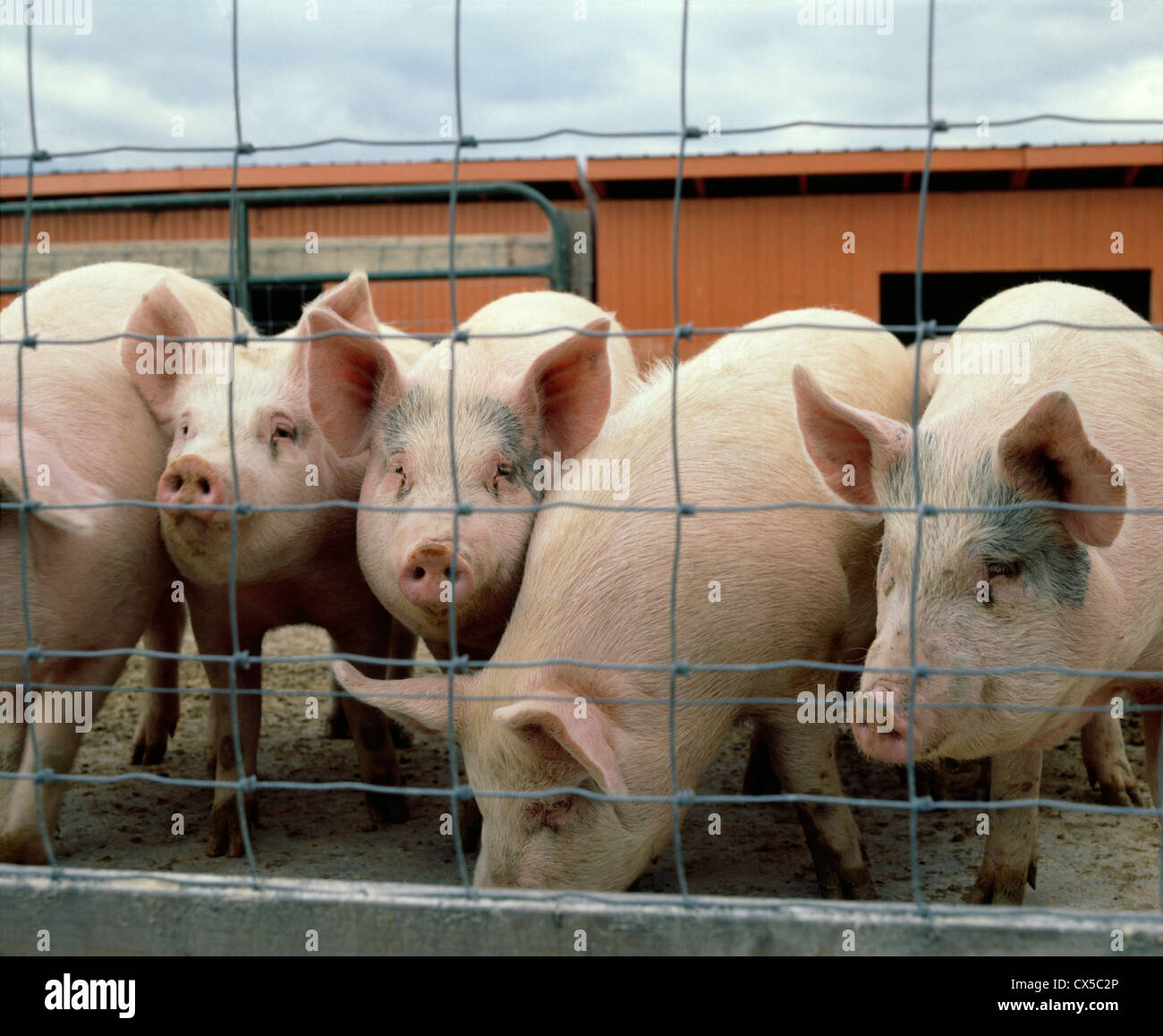 Gilt pig hi-res stock photography and images - Alamy