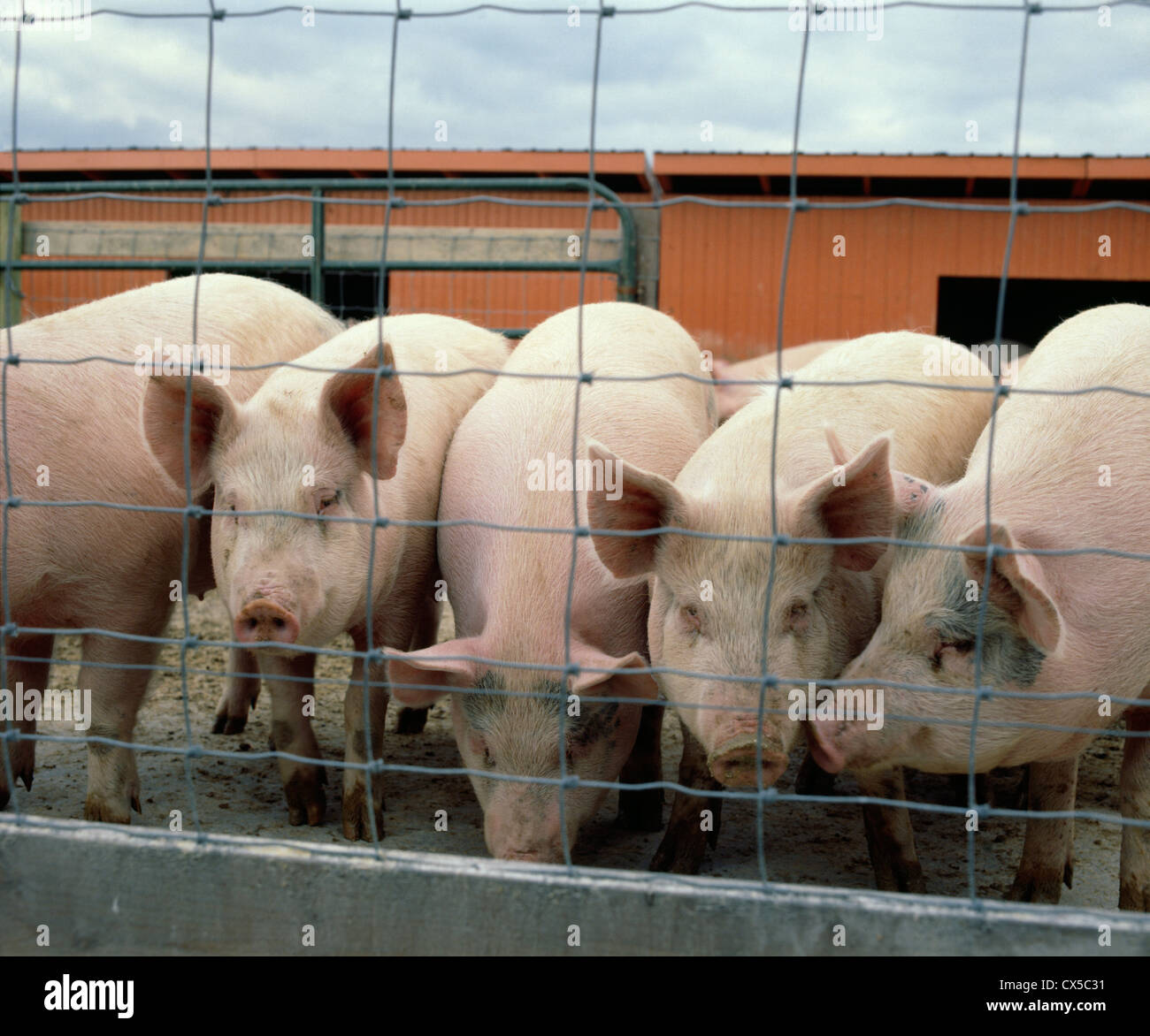 Gilt pig hi-res stock photography and images - Alamy