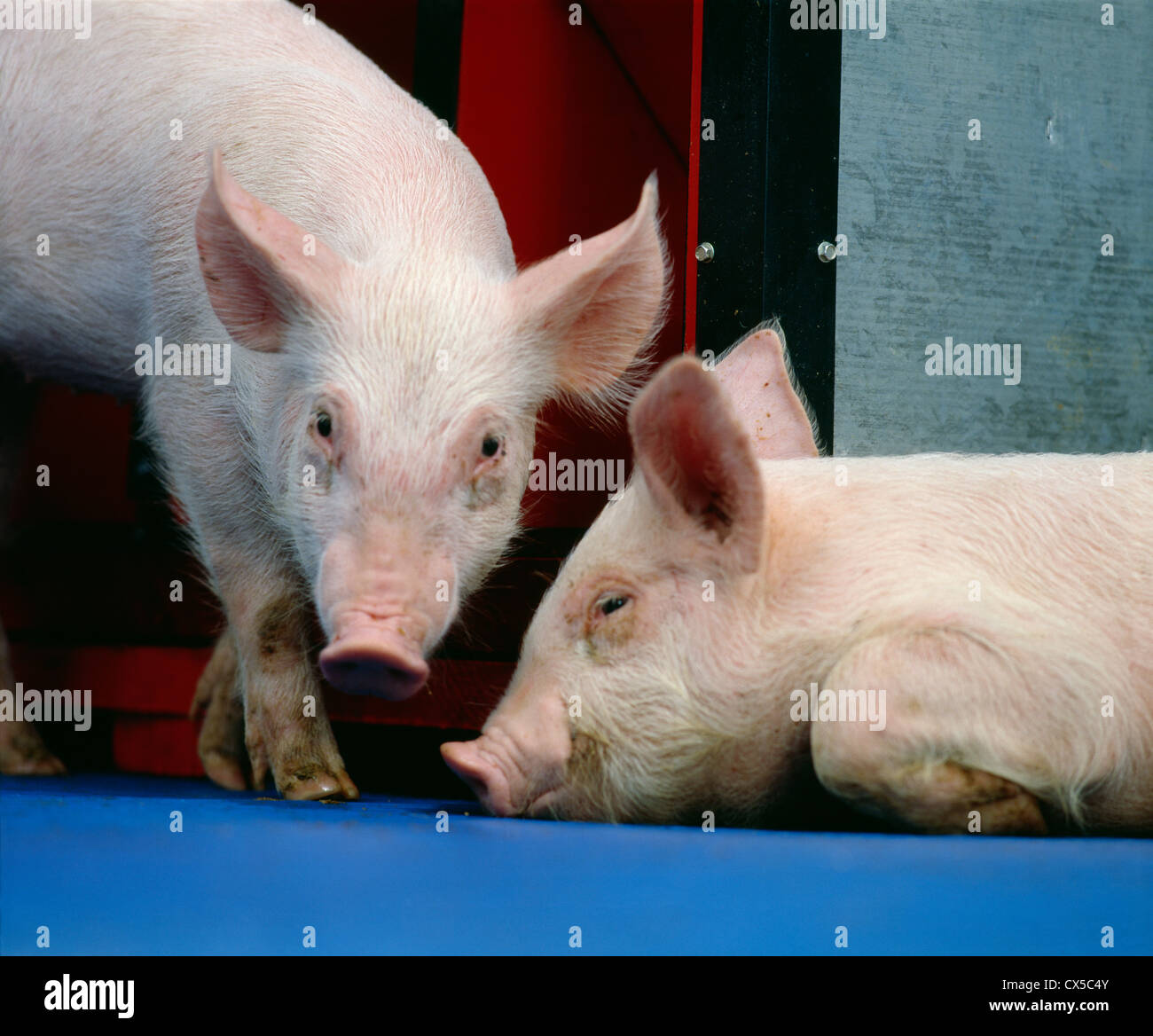 30 LB. YORKSHIRE-LANDRACE FEEDER PIGS Stock Photo - Alamy