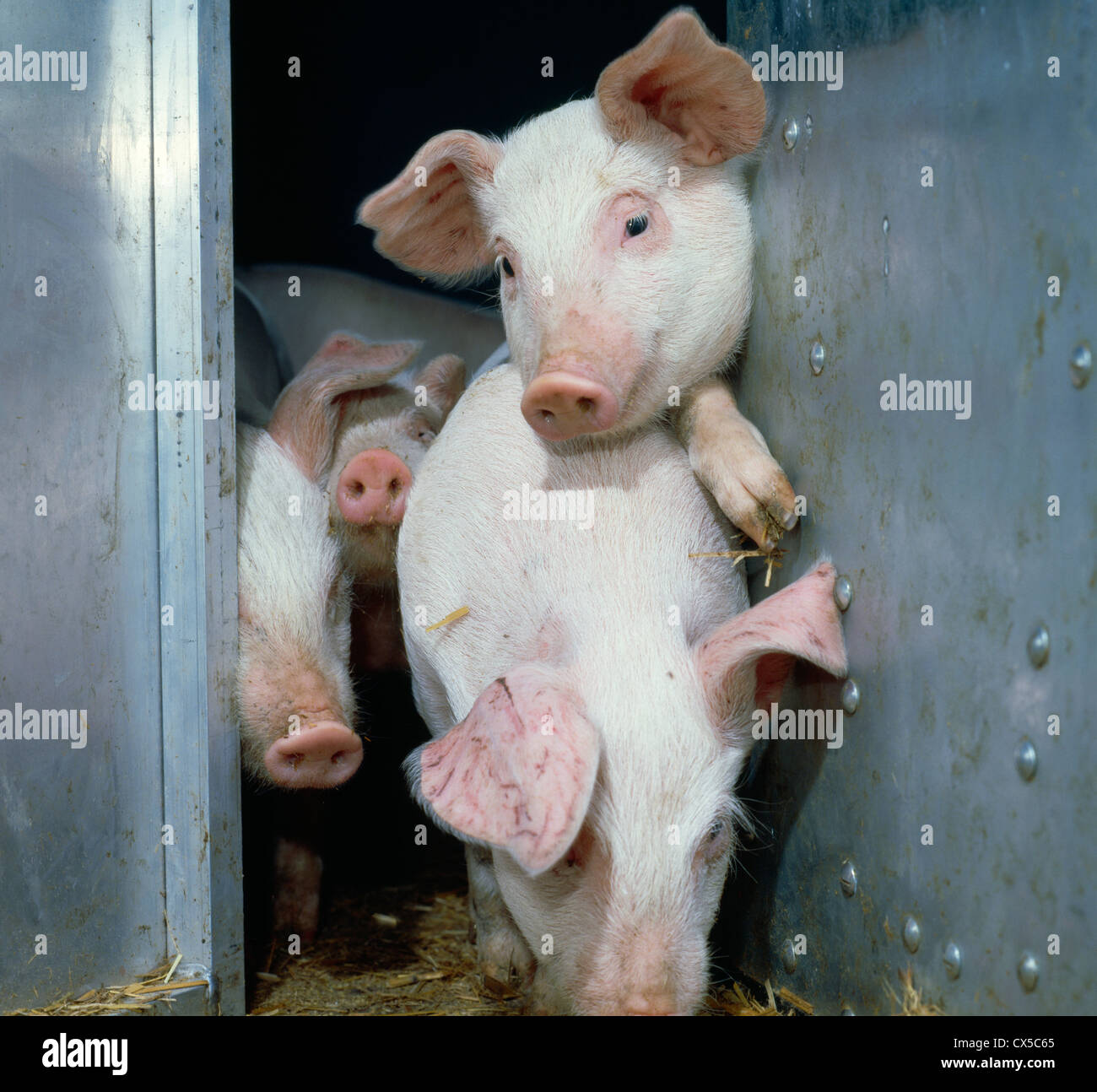3 1/2 WK, YORKSHIRE-LANDRACE PIGS Stock Photo - Alamy