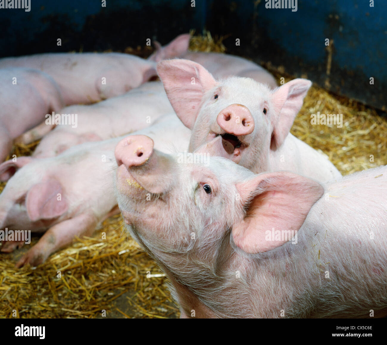 60-70 LB. YORKSHIRE-LANDRACE PIGLETS / IOWA Stock Photo - Alamy