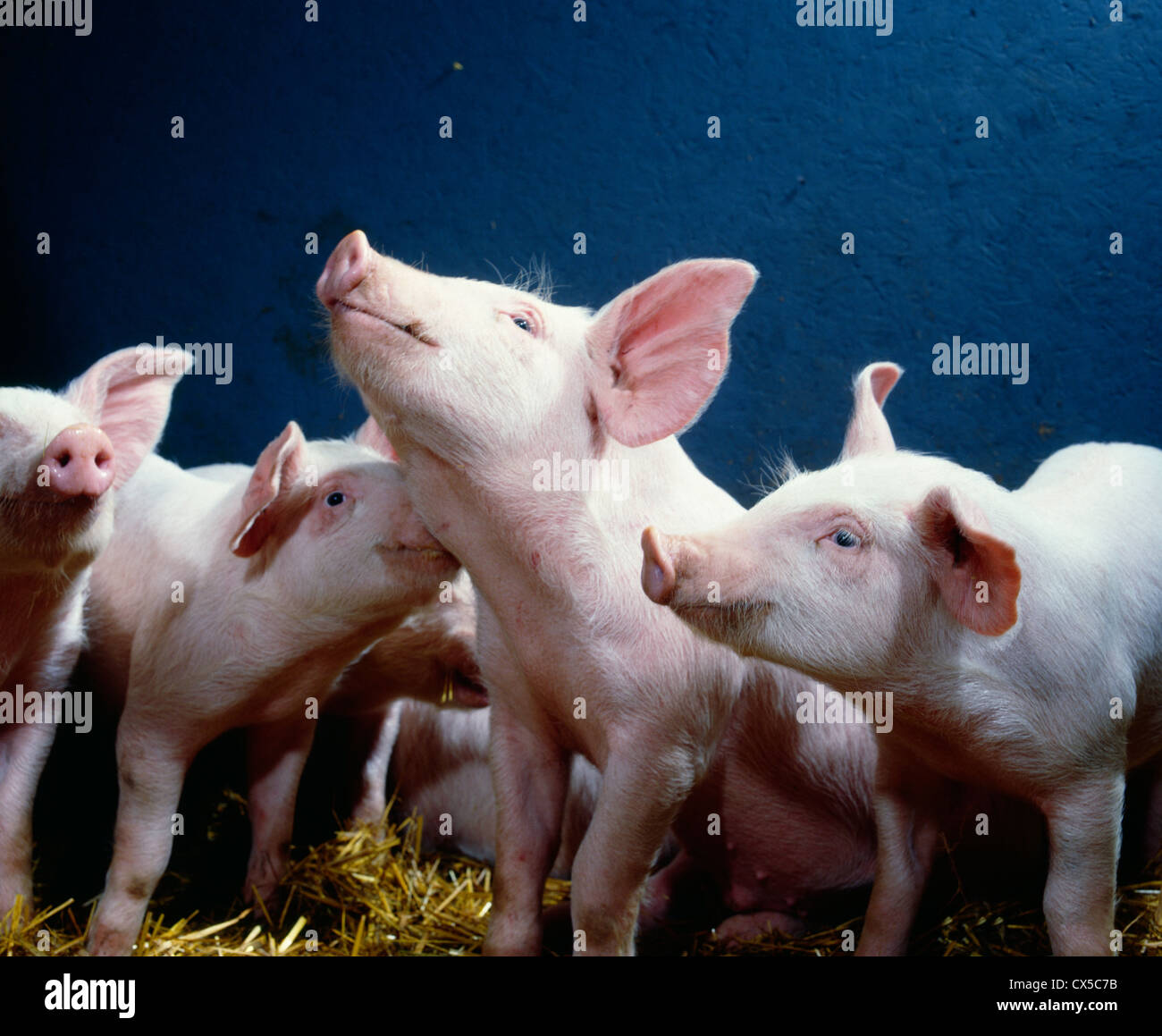 65 LB YORKSHIRE-LANDRACE PIGS Stock Photo - Alamy