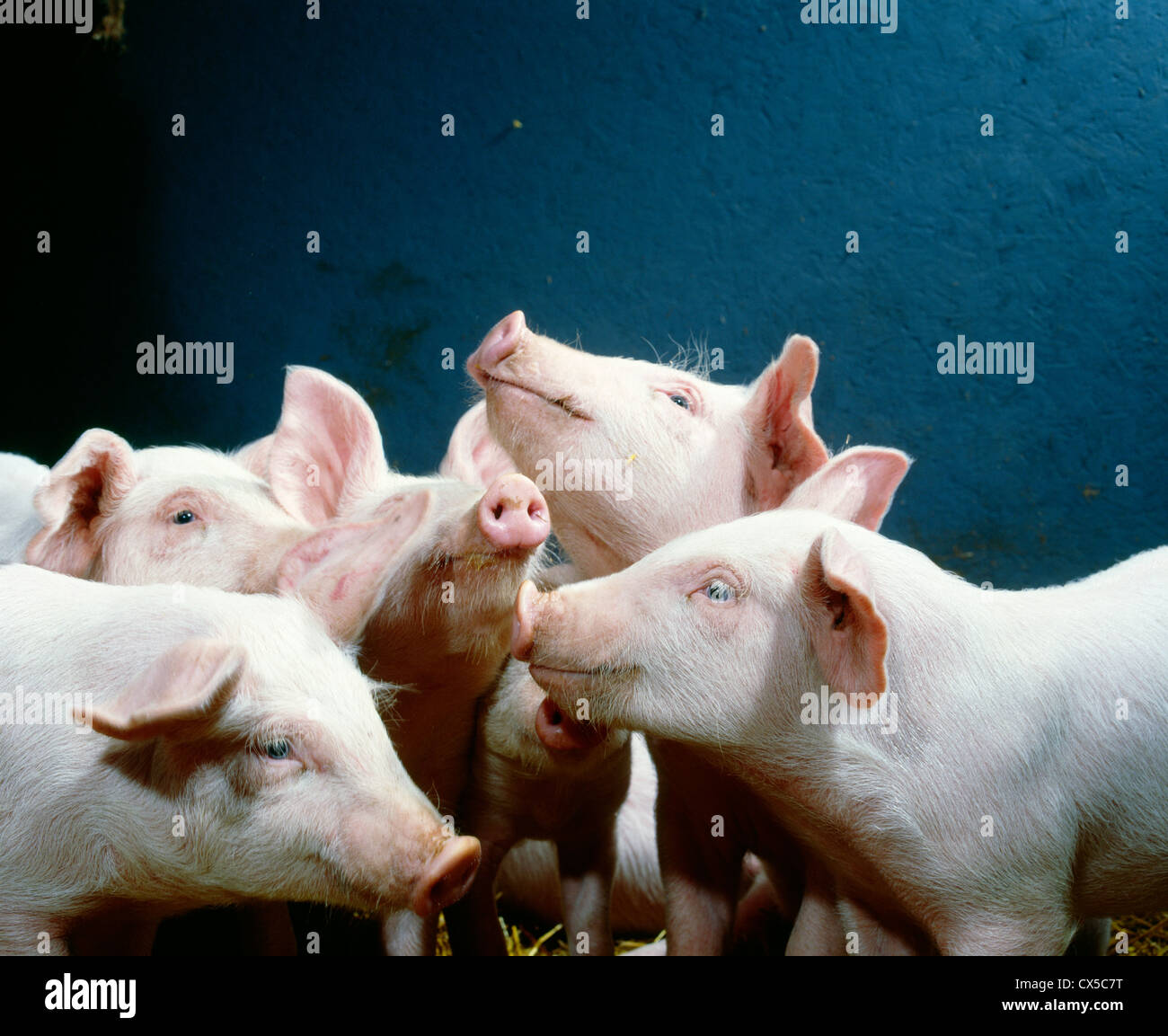 Landrace Pigs High Resolution Stock Photography and Images - Alamy