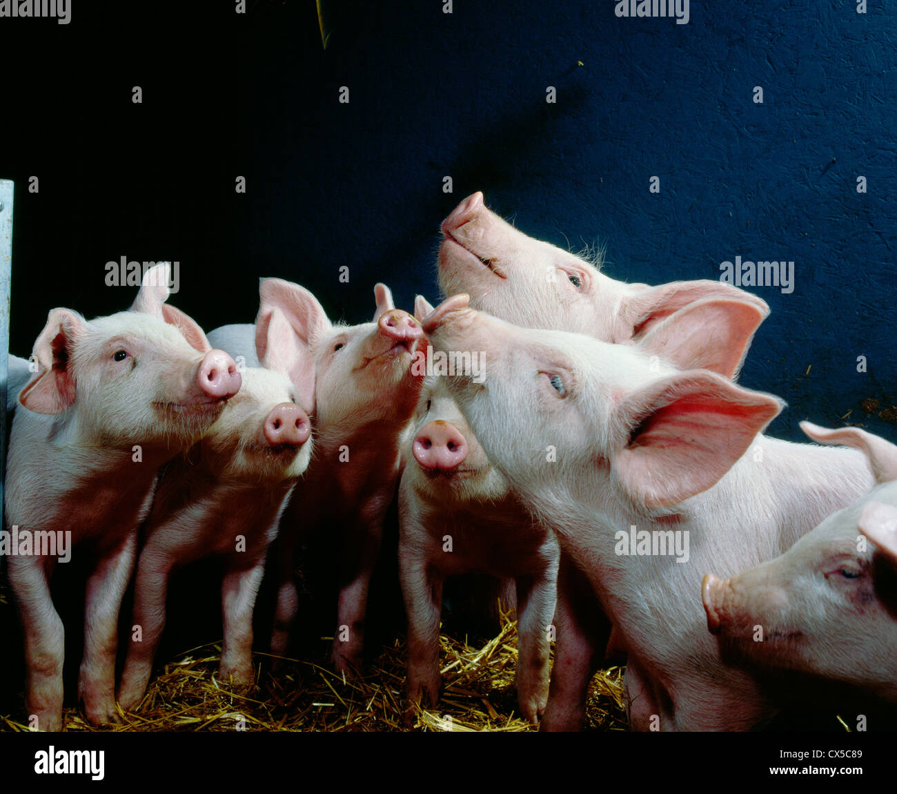 65 LB YORKSHIRE-LANDRACE PIGS Stock Photo - Alamy