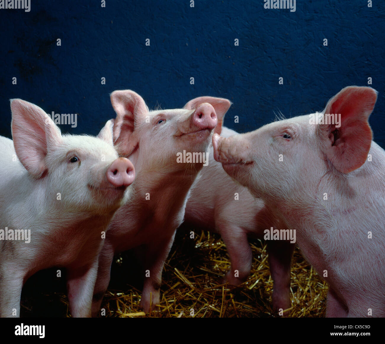 Landrace pigs hi-res stock photography and images - Alamy