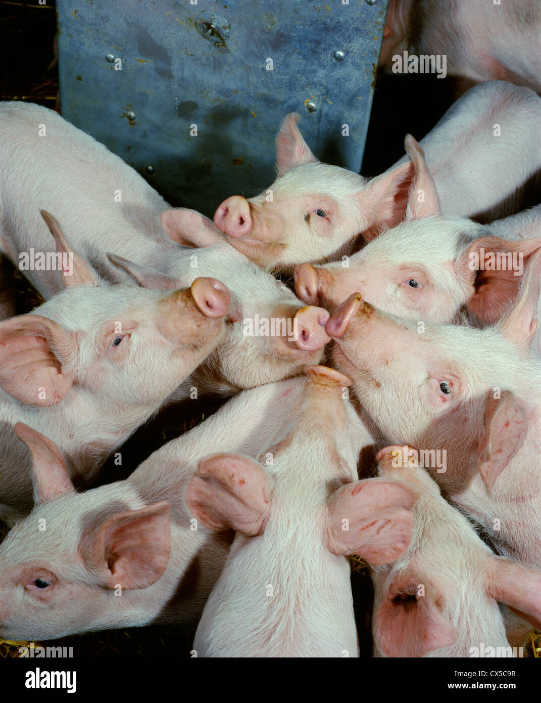 65 LB YORKSHIRE-LANDRACE PIGS Stock Photo - Alamy
