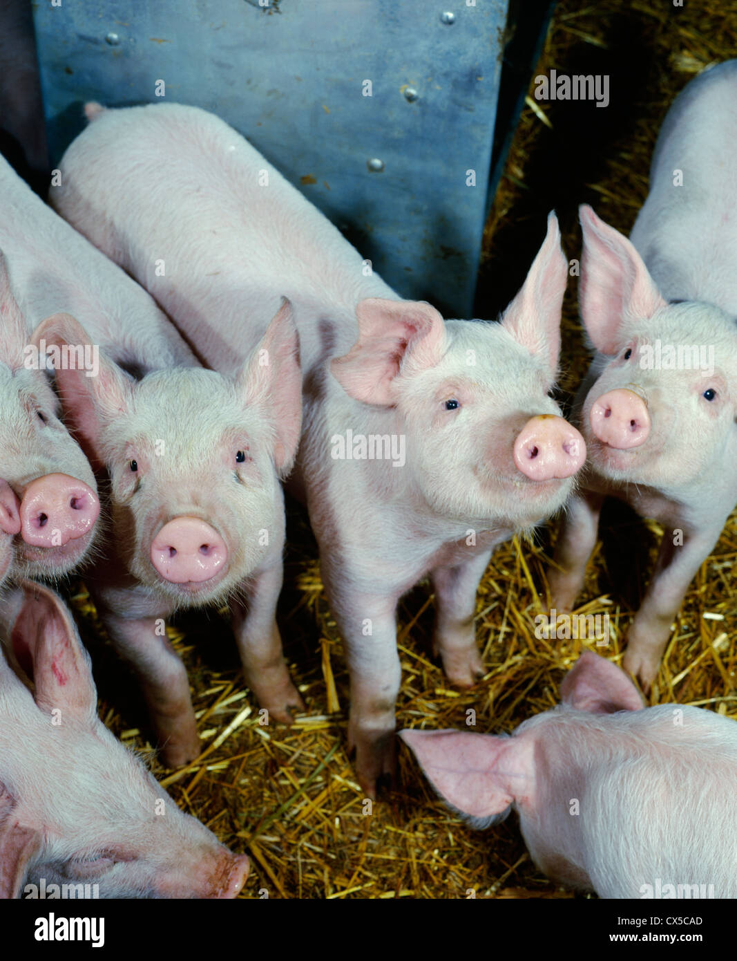 65 lb yorkshire landrace pigs hi-res stock photography and images - Alamy