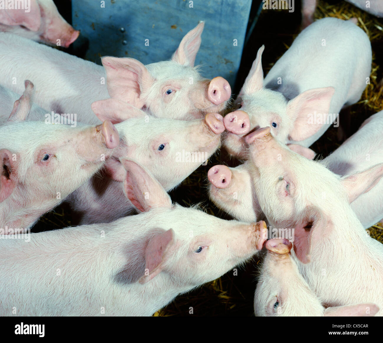 Landrace Pigs High Resolution Stock Photography and Images - Alamy