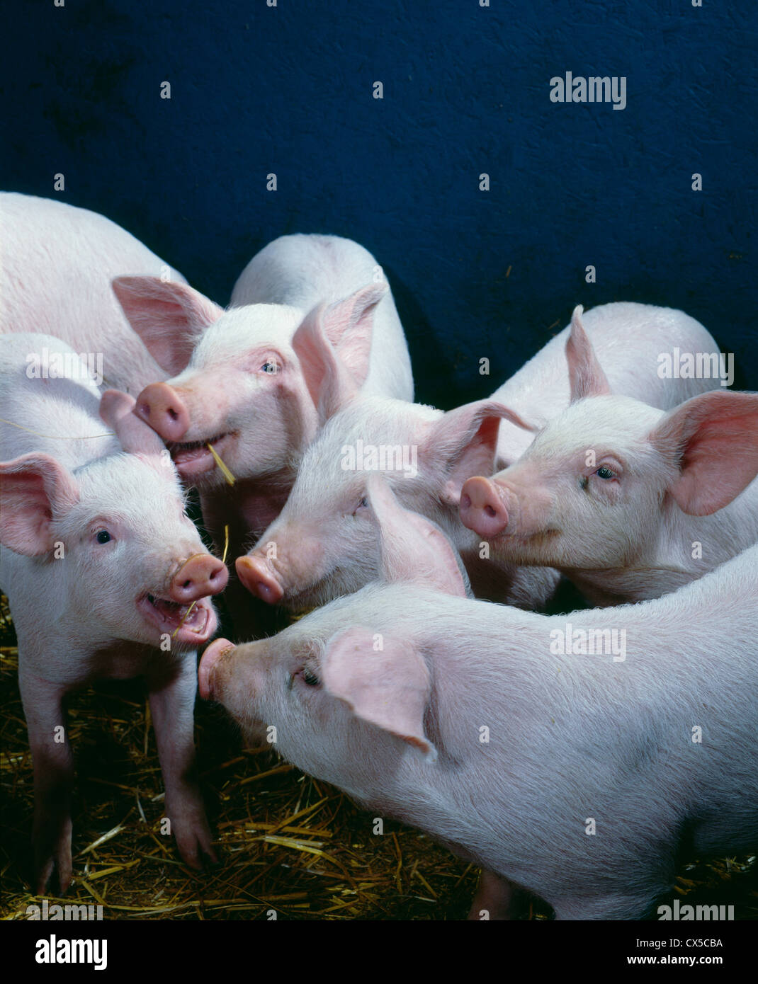 Yorkshire landrace piglets hi-res stock photography and images - Alamy