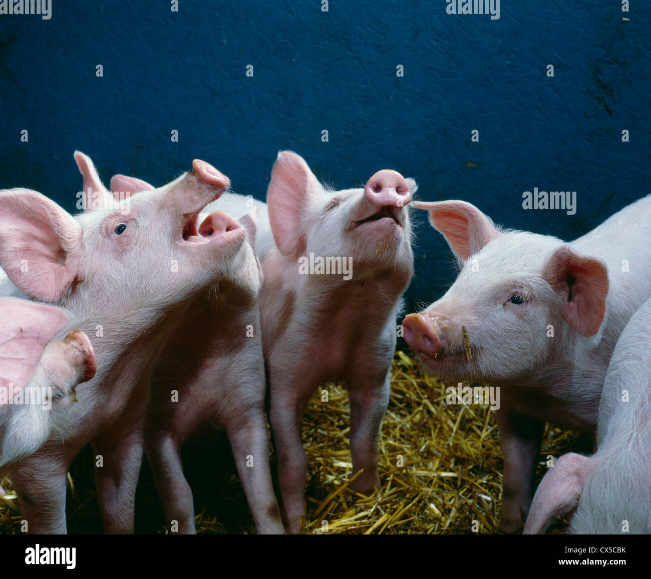 Iowa farm with pigs hi-res stock photography and images - Alamy