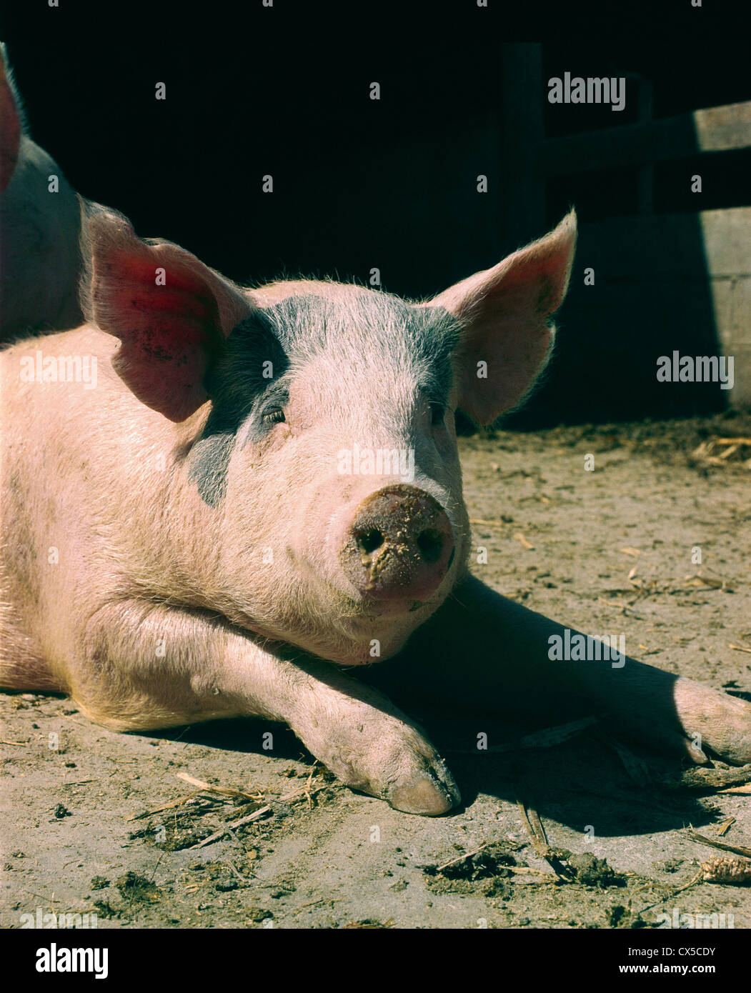 Market weight hog hi-res stock photography and images - Alamy