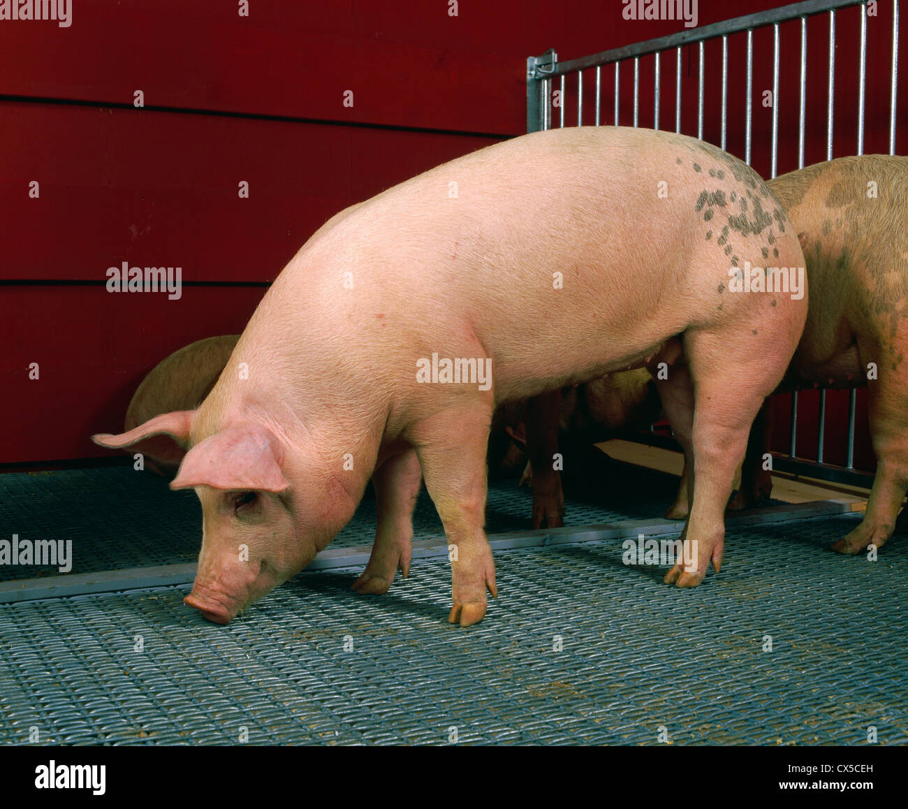 Market weight hog hi-res stock photography and images - Alamy
