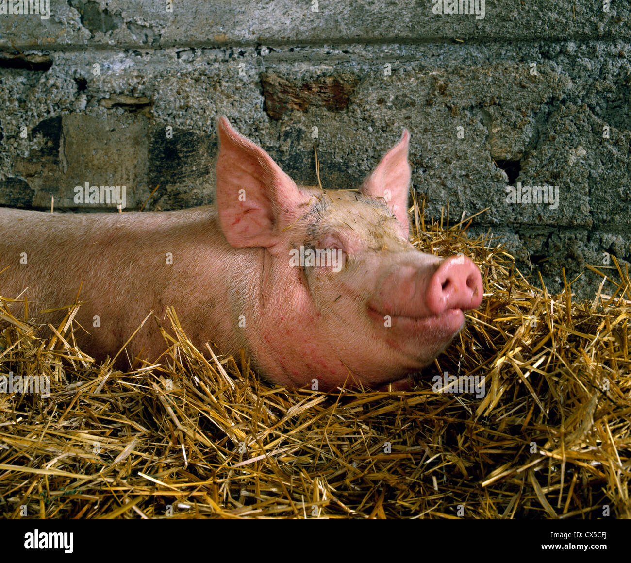 Market hog side view hi-res stock photography and images - Alamy