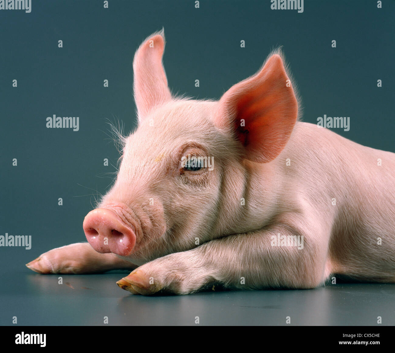 Pig feeder hi-res stock photography and images - Alamy