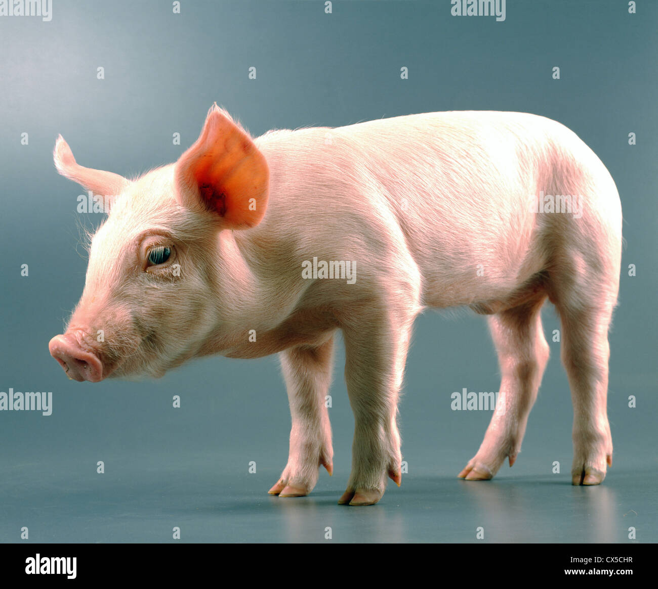 Feeder pig hi-res stock photography and images - Alamy