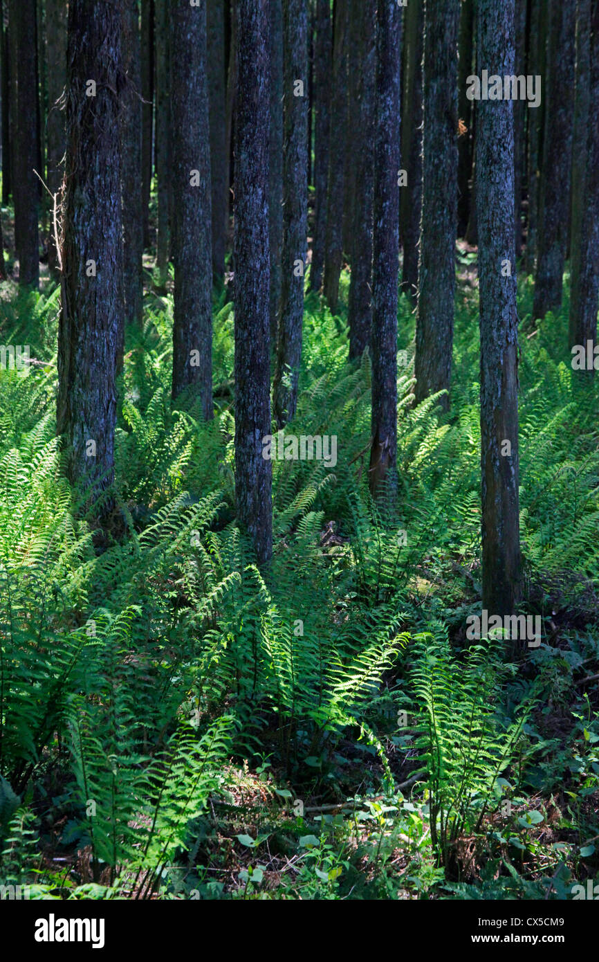 Ferns at sugi forest Shizuoka Japan Stock Photo - Alamy