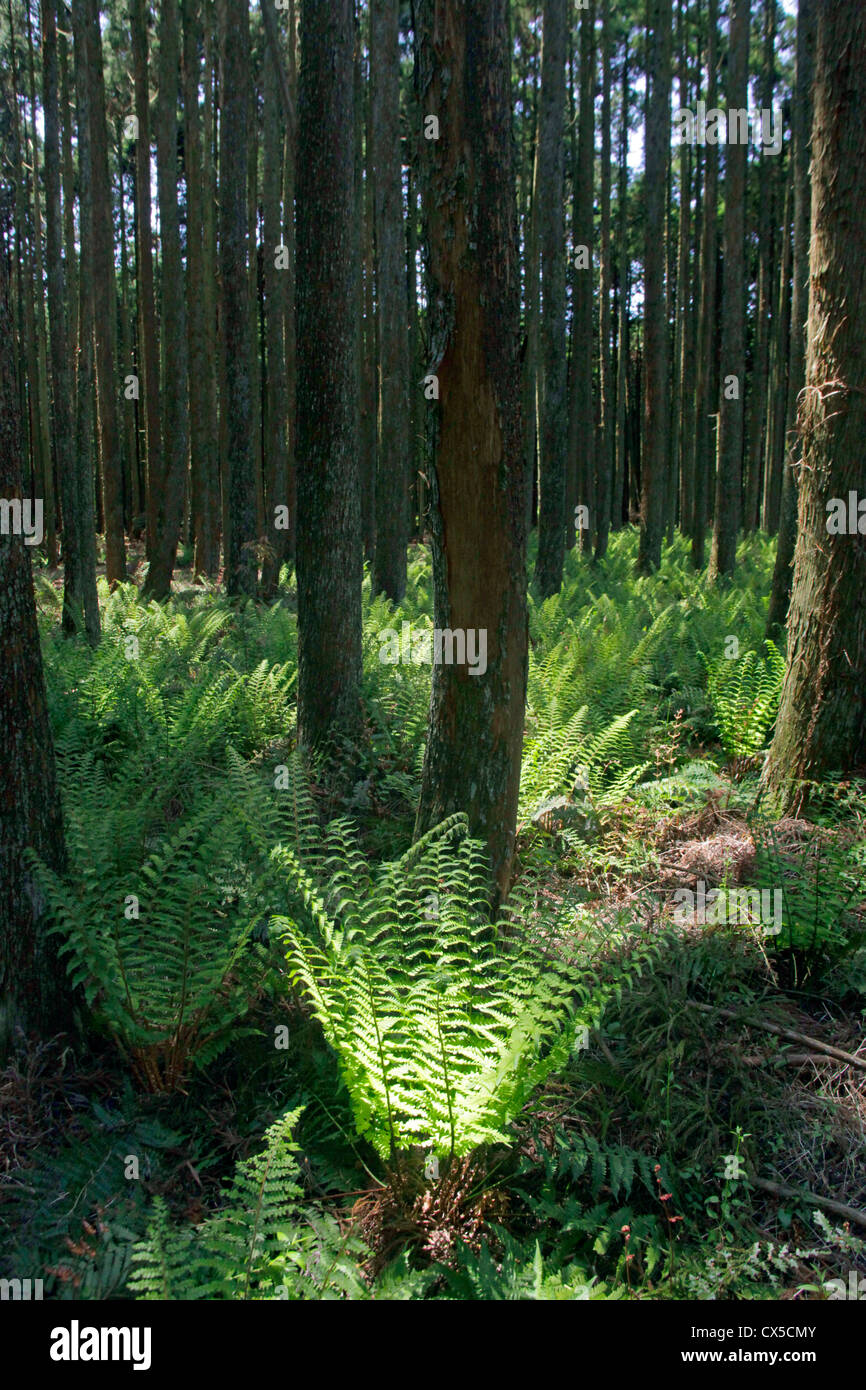 Ferns at sugi forest Shizuoka Japan Stock Photo - Alamy
