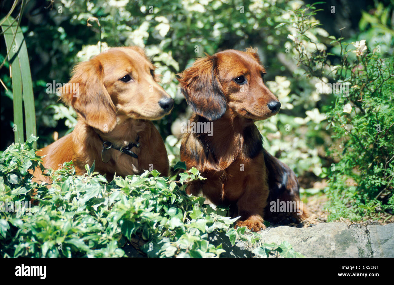 Cute dachshunds hi-res stock photography and images - Alamy