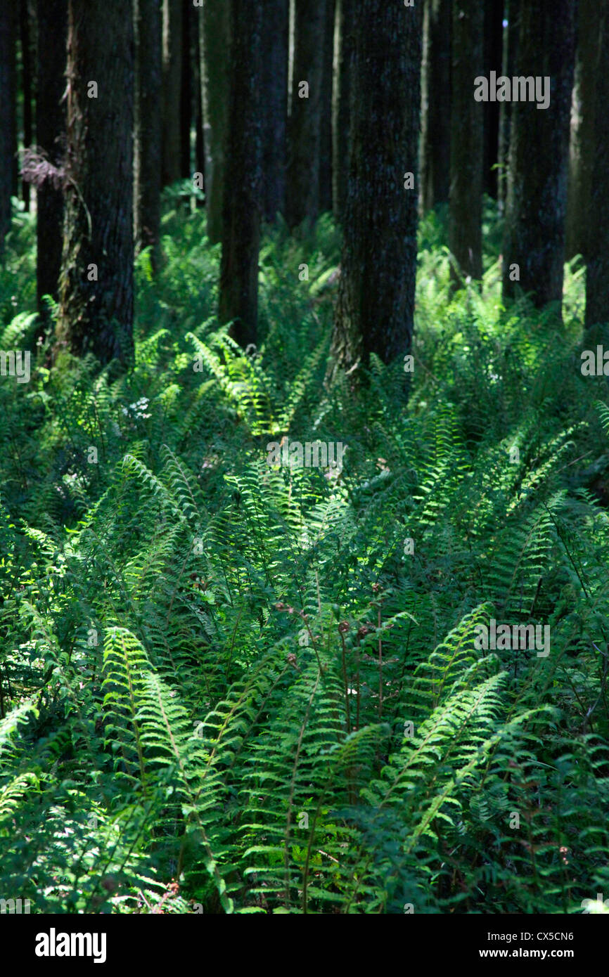 Ferns sugi forest shizuoka japan hi-res stock photography and images ...