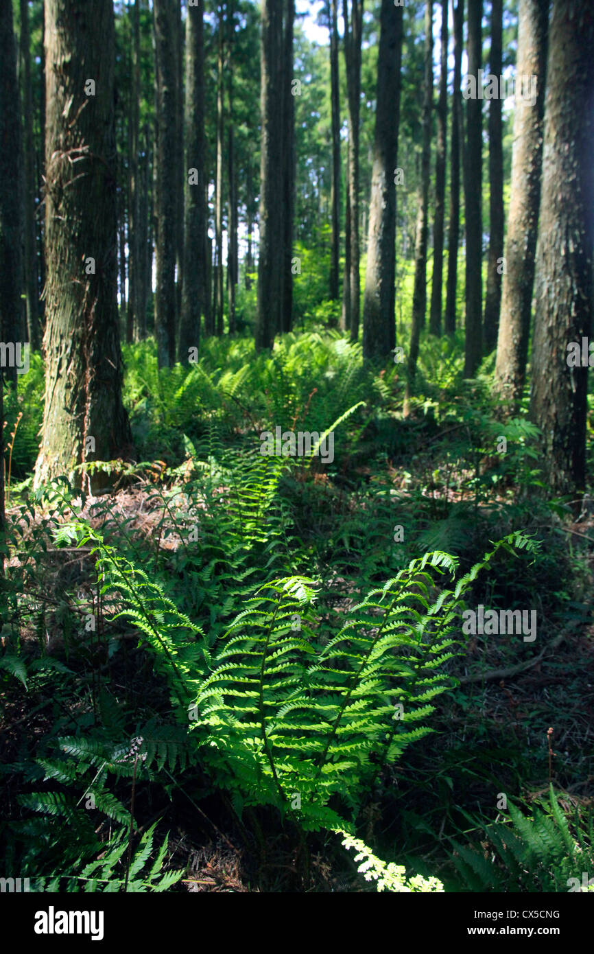 Ferns at sugi forest Shizuoka Japan Stock Photo - Alamy