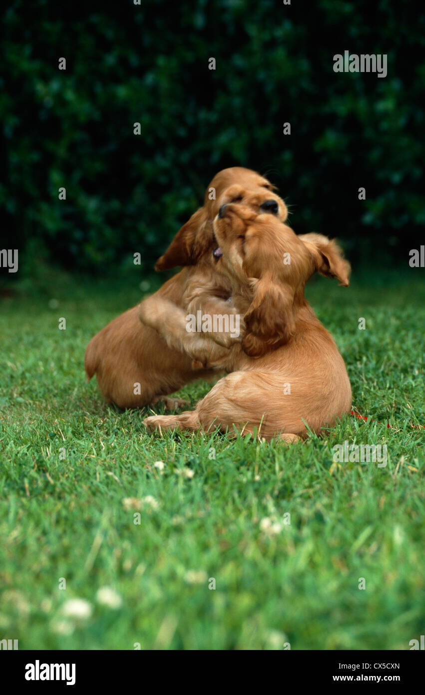 TWO ENGLISH COCKER SPANIEL PUPPIES PLAYING / IRELAND Stock Photo - Alamy