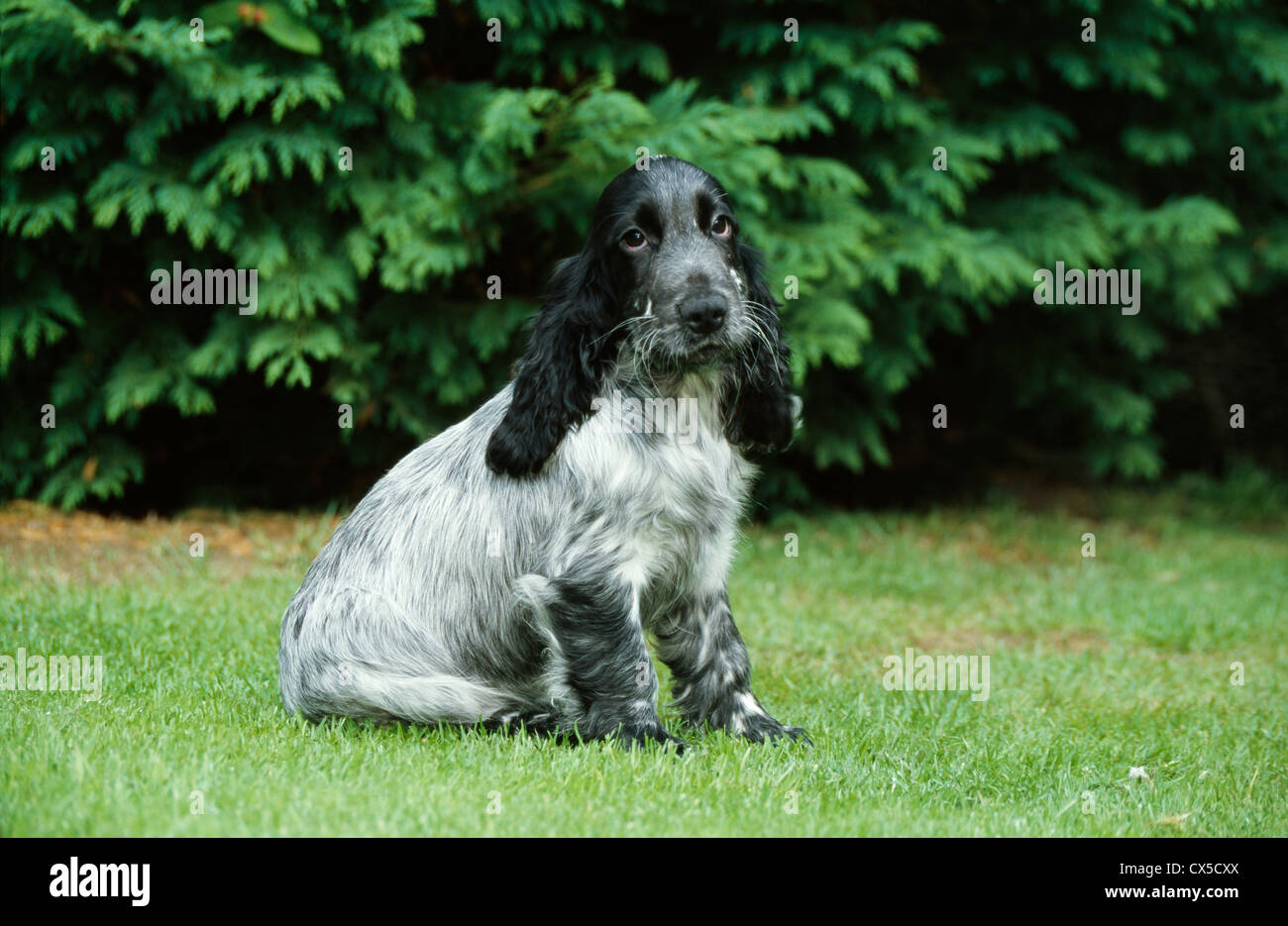 Side view adorable english spaniel hi-res stock photography and images ...