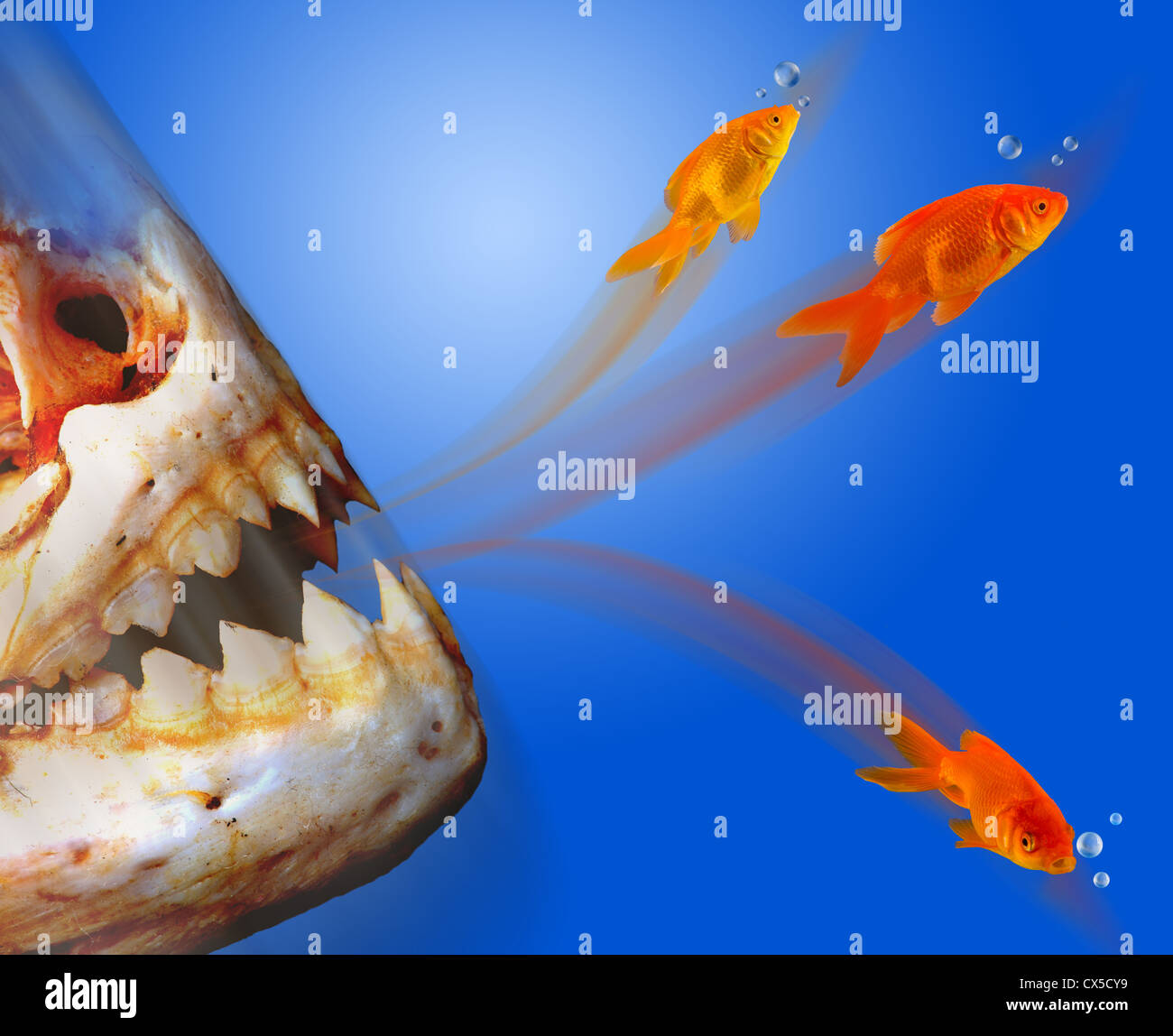 Razor fish hi-res stock photography and images - Alamy