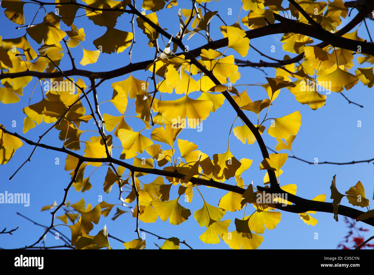 Ginkgo leaves in Autumn Japan Stock Photo - Alamy