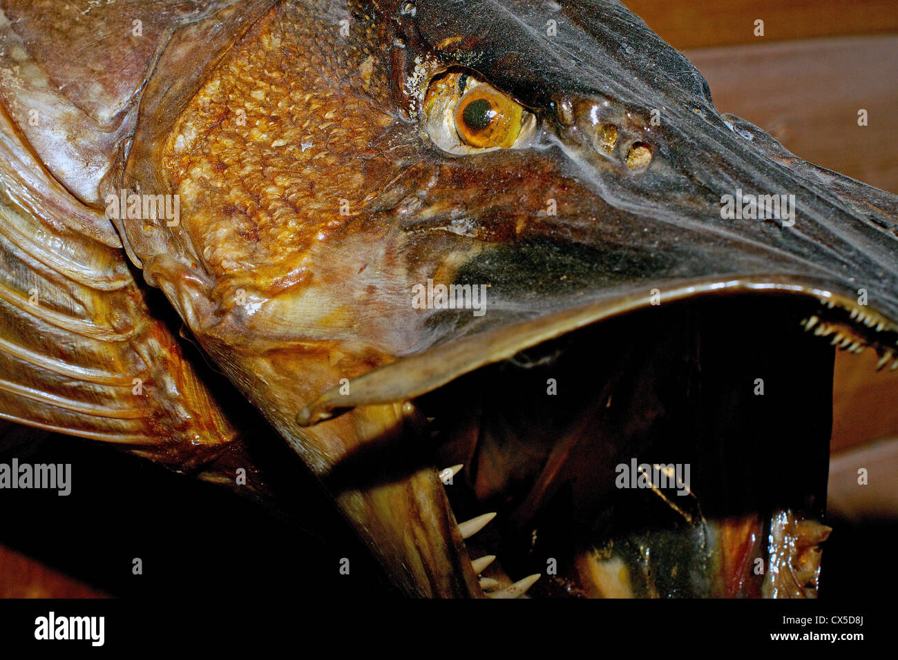 Head of fish with nice sharp teeth Stock Photo - Alamy