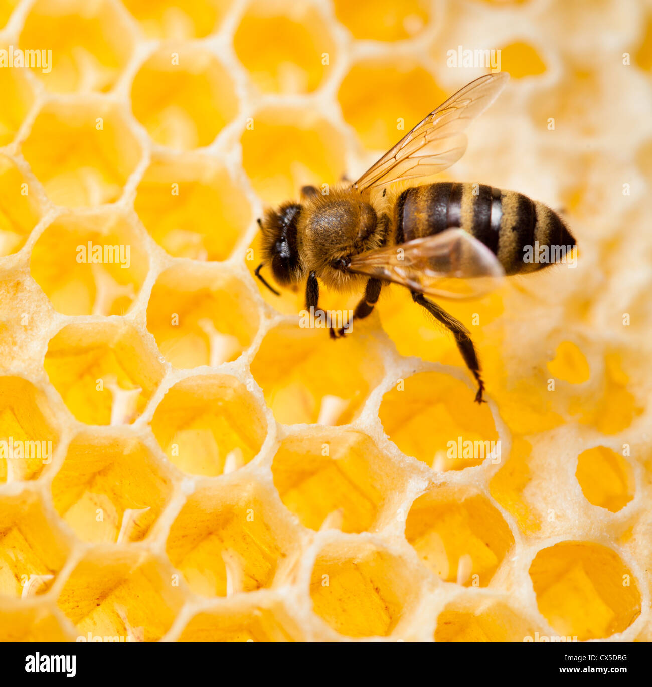 bee macro shot collecting honey in honeycomb Stock Photo - Alamy