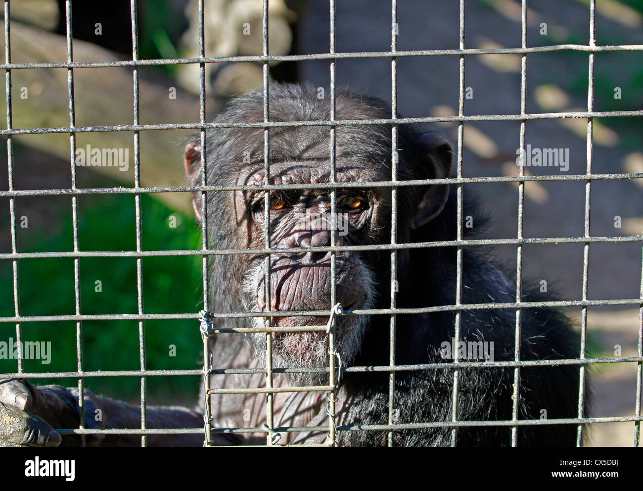 Chimpanzee Cage High Resolution Stock Photography and Images - Alamy