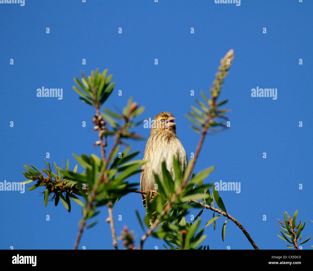 Southern masked female weaver hi-res stock photography and images - Alamy