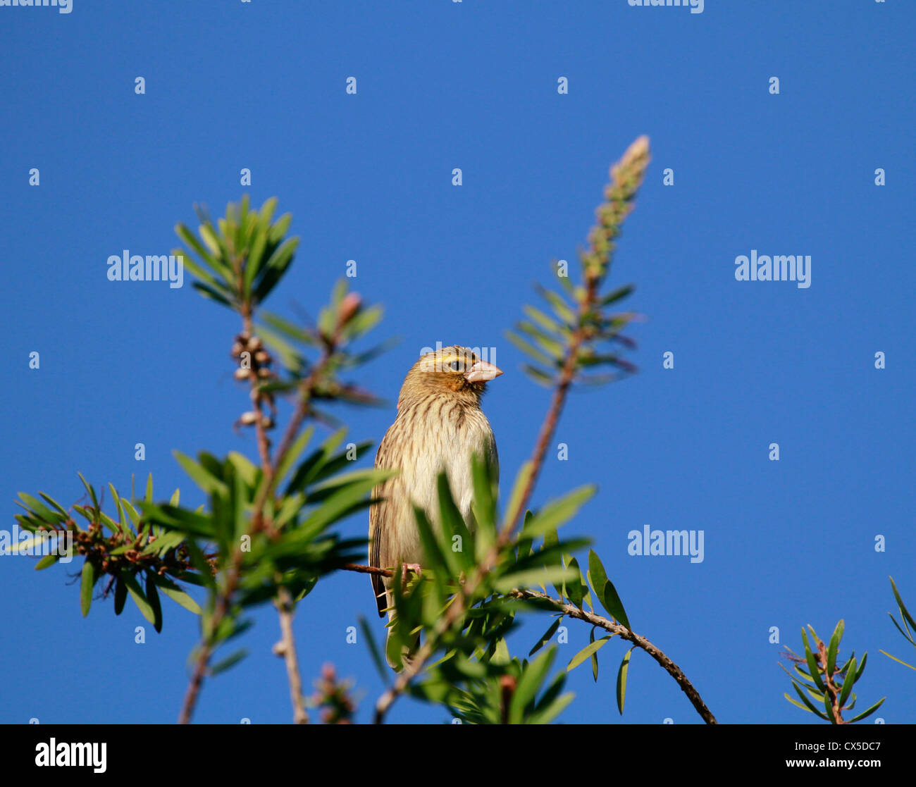 Female Southern Masked Weaver or African Masked Weaver (Ploceus velatus ...