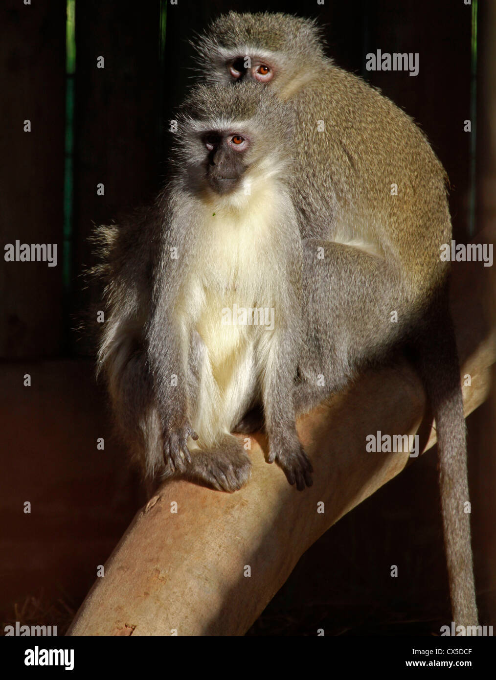Vervet monkeys (Chlorocebus pygerythrus), in their cage at Tygerberg ...