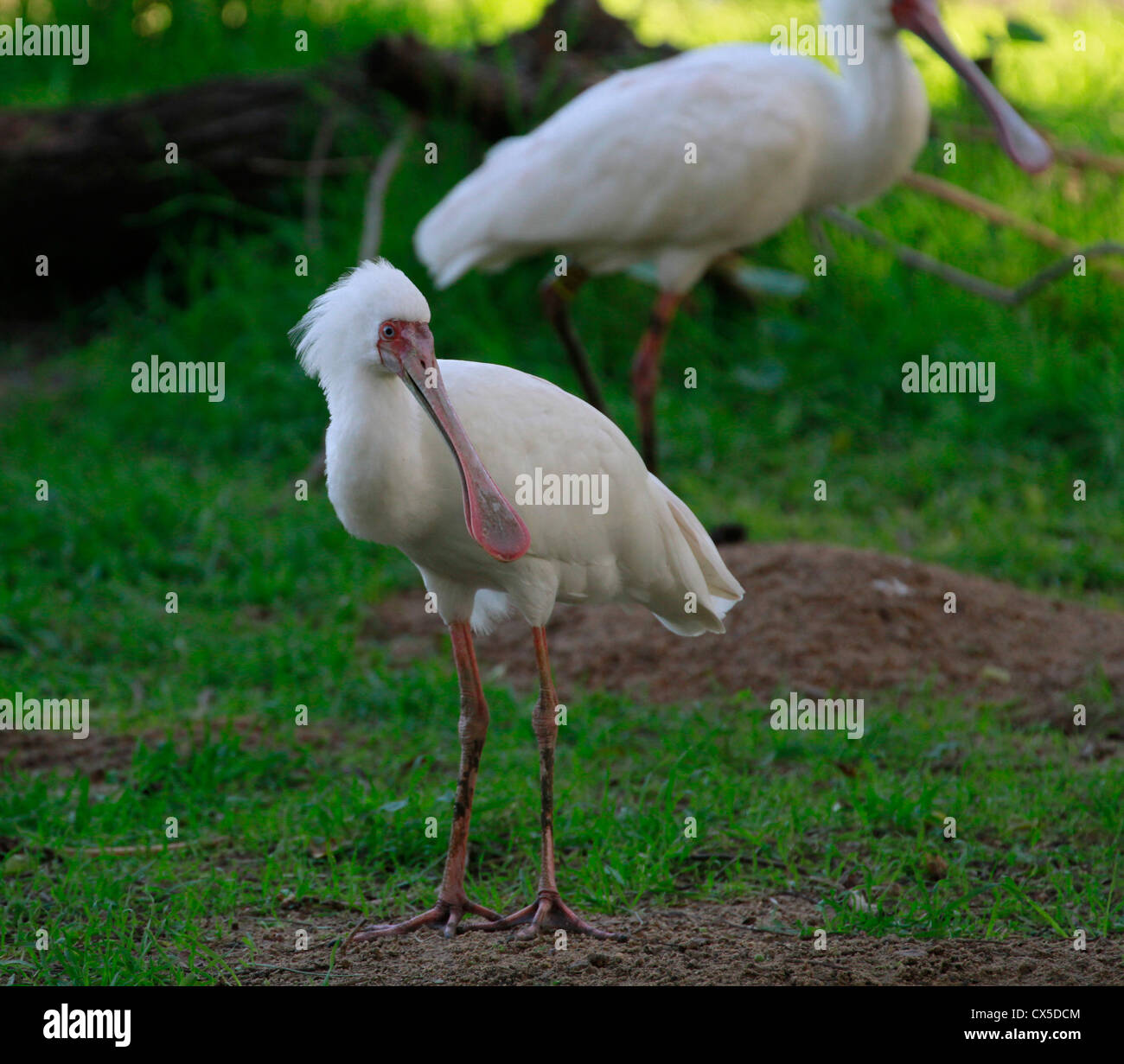 African Spoonbills (Platalea alba) in Tygerberg Zoo near Cape Town ...