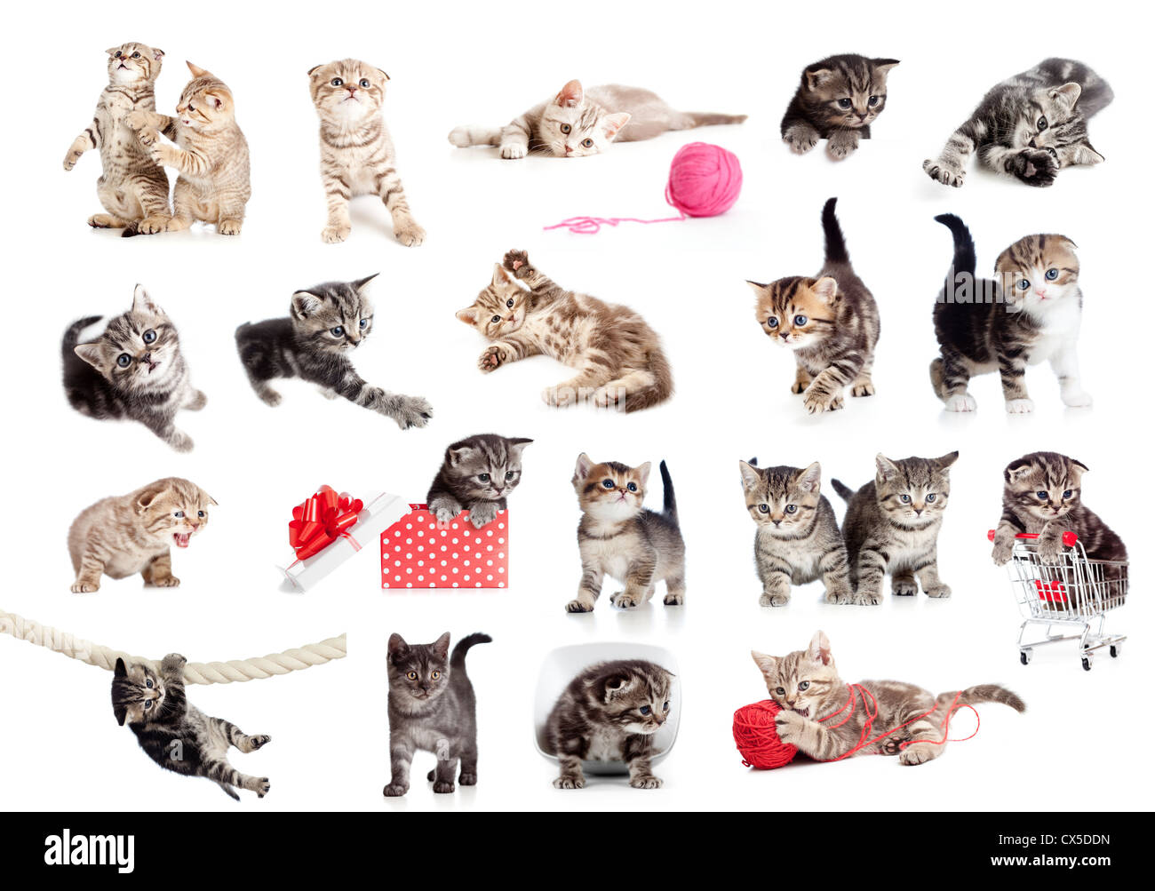 Funny British kittens collection isolated on white Stock Photo - Alamy