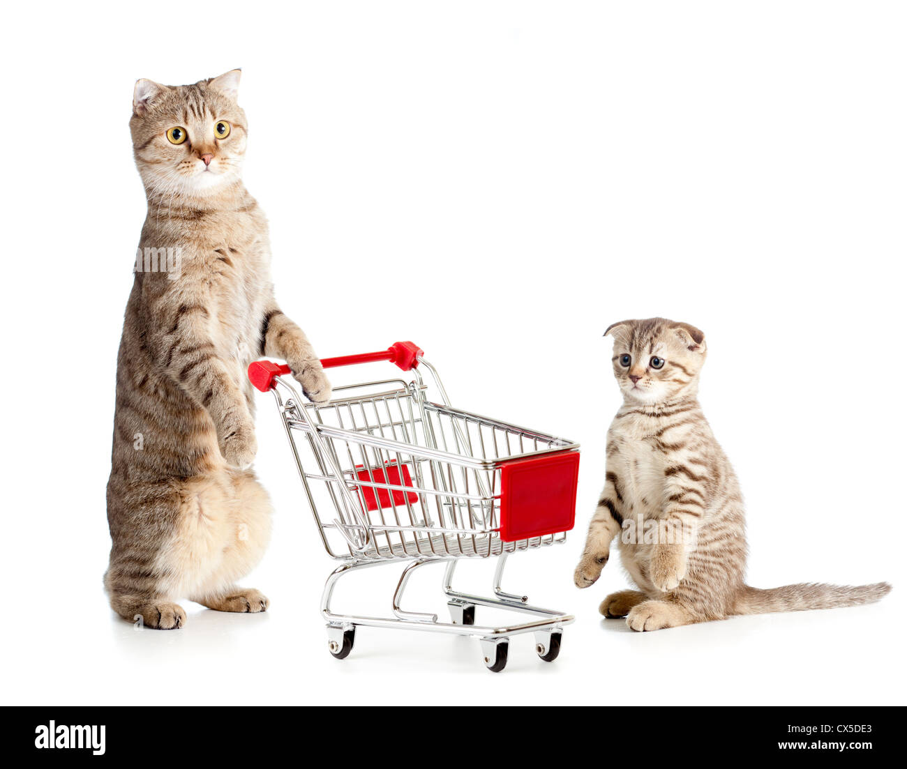 mother cat with shopping cart and kitten Stock Photo - Alamy