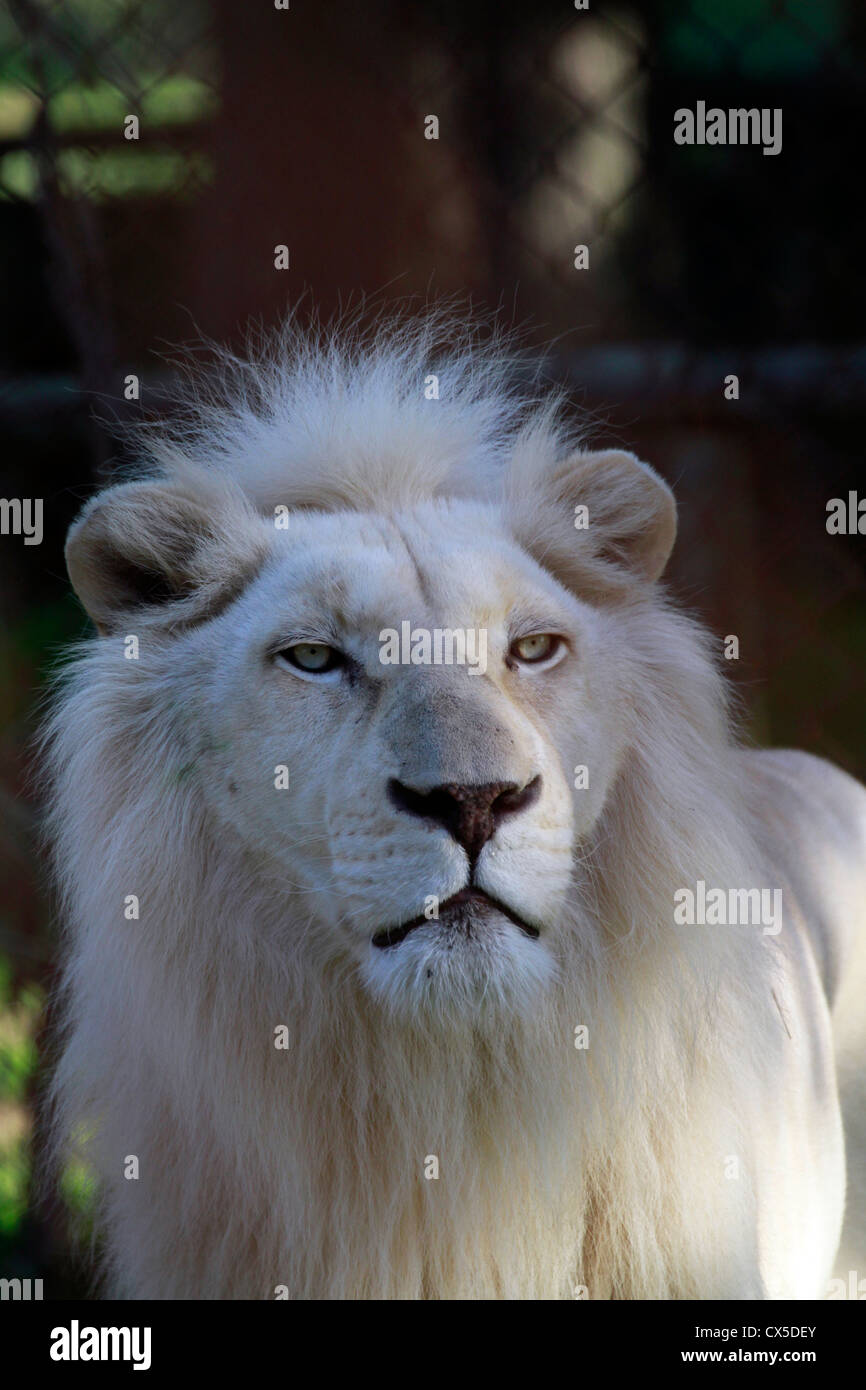White lion with blue eyes hi-res stock photography and images - Alamy