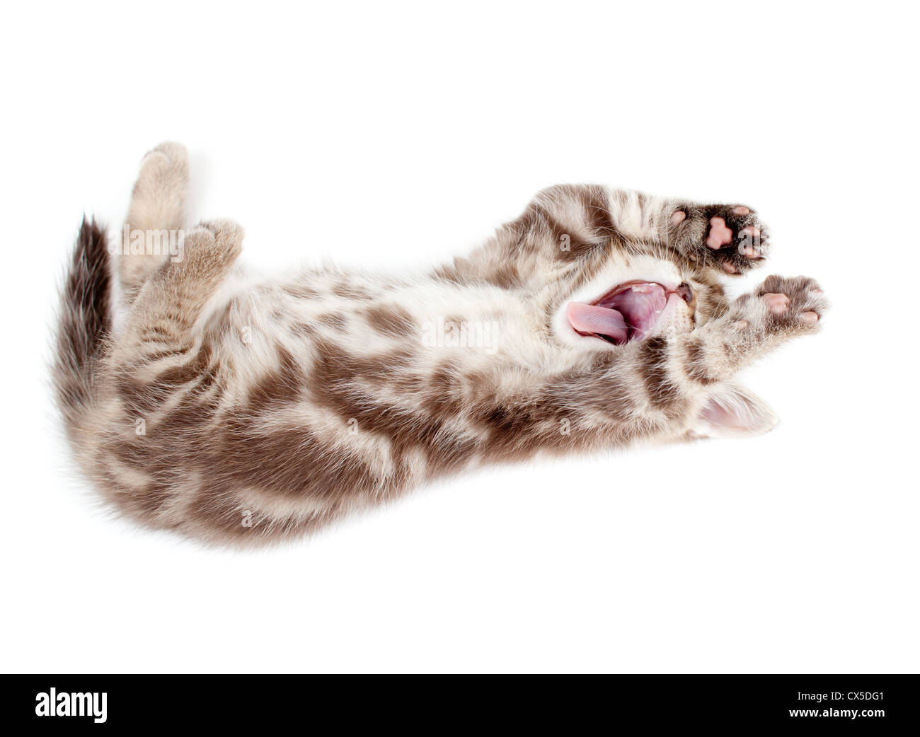 Yawning kitten lying on back Stock Photo - Alamy