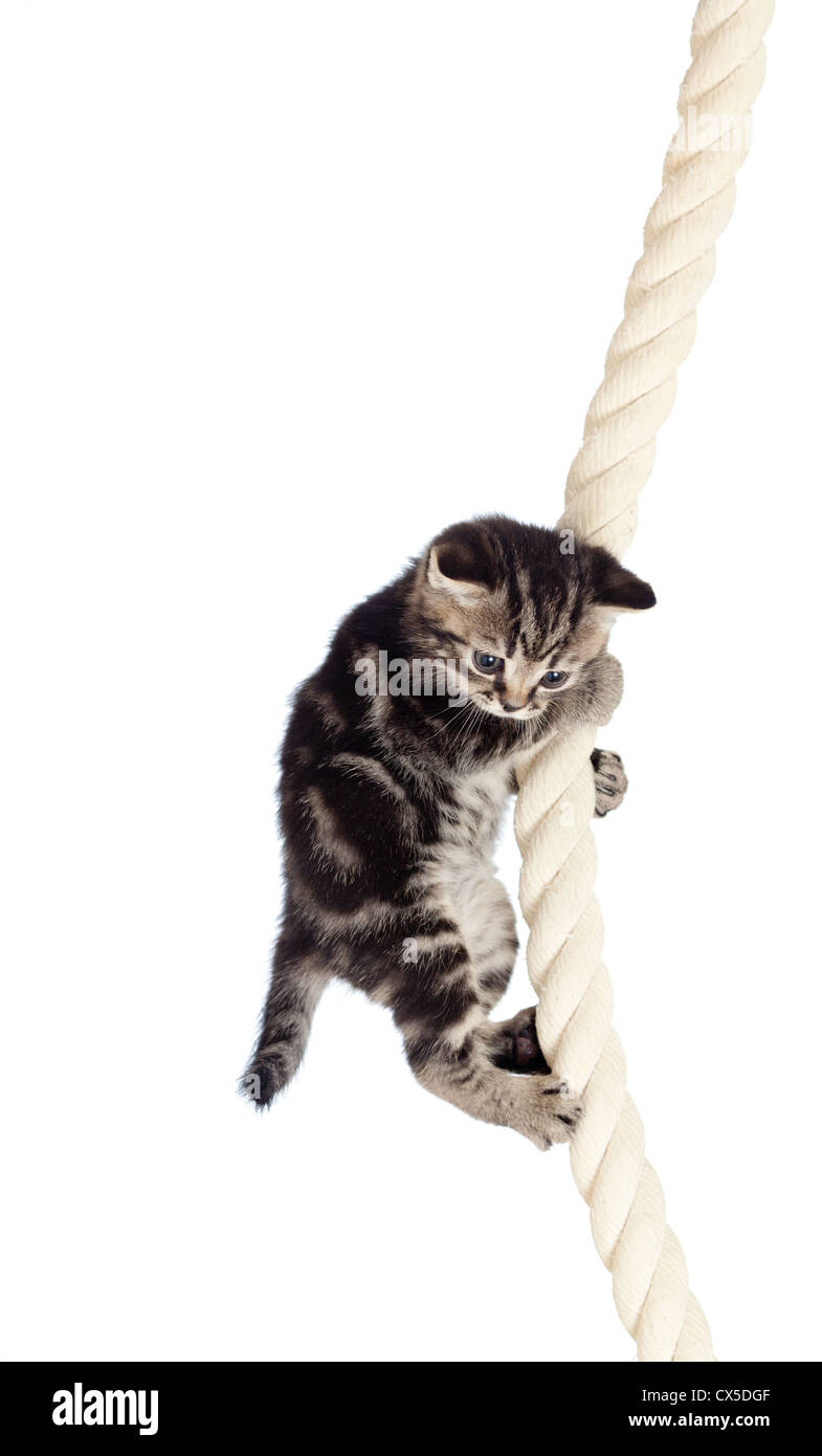 funny baby cat hanging on rope Stock Photo - Alamy