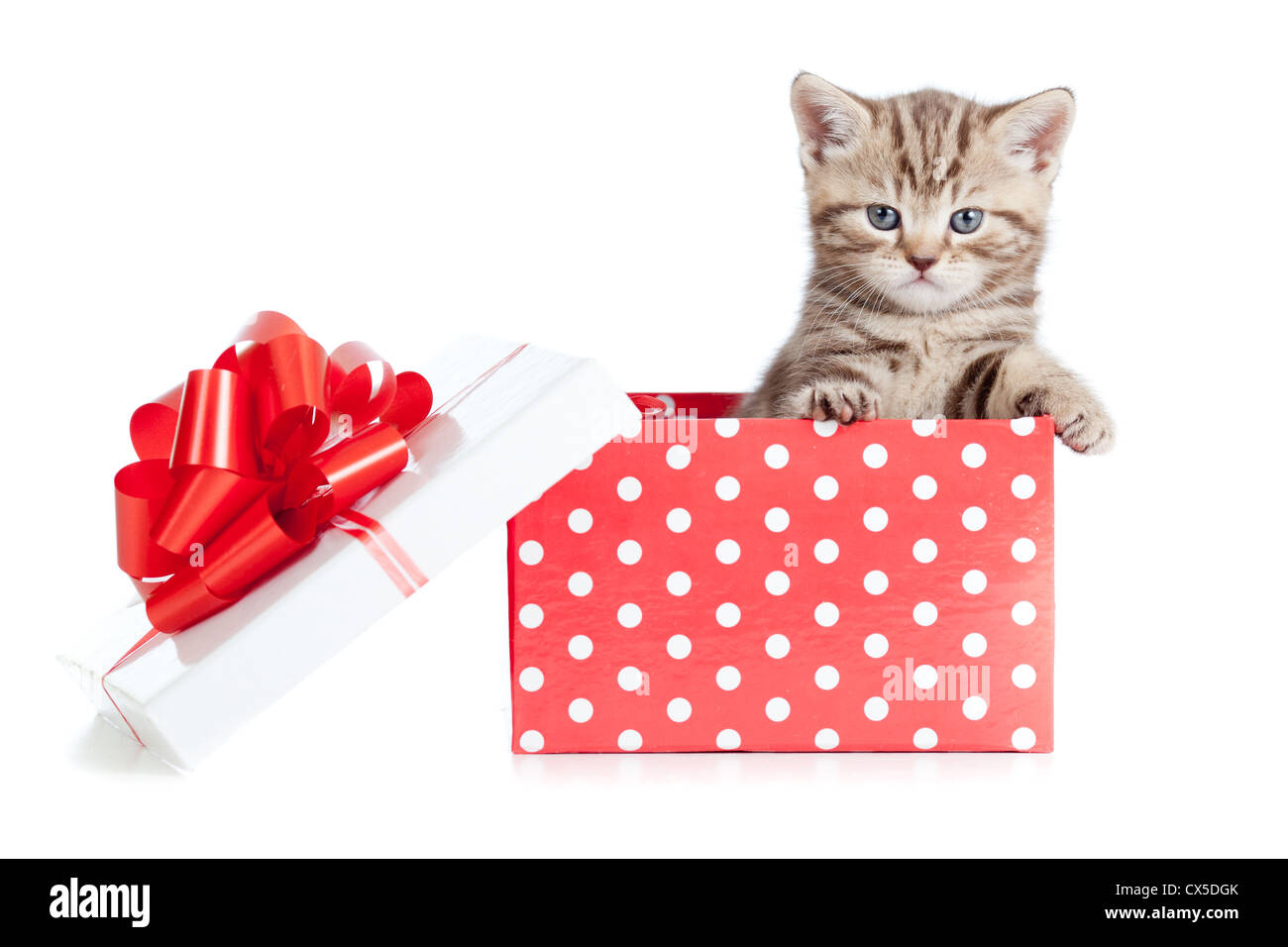 Funny baby cat in red gift box Stock Photo - Alamy